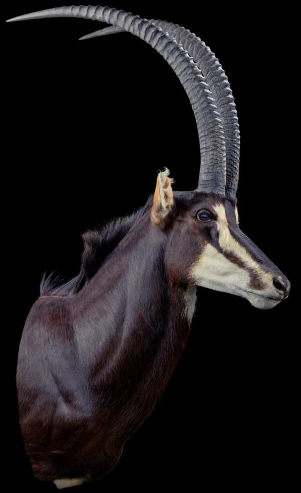 Best SABLE Taxidermy South Africa | Get SABLE Trophy Quote