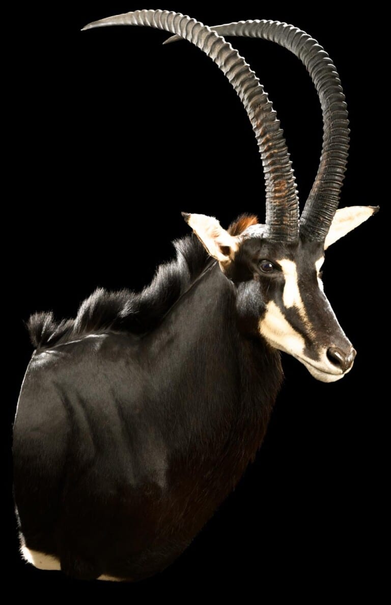 Best SABLE Taxidermy South Africa | Get SABLE Trophy Quote