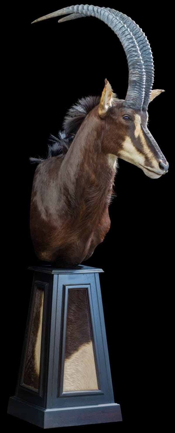 Best SABLE Taxidermy South Africa | Get SABLE Trophy Quote