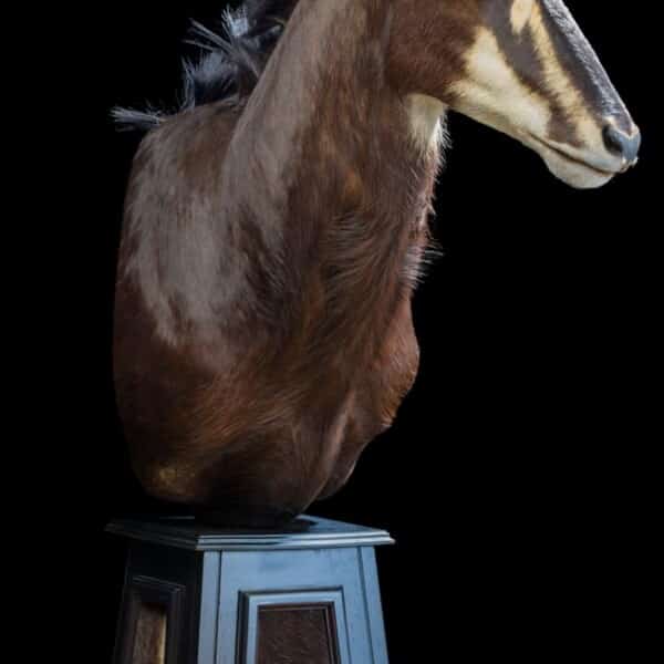 Best SABLE Taxidermy South Africa | Get SABLE Trophy Quote