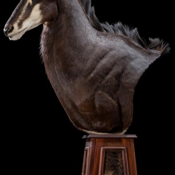 Best SABLE Taxidermy South Africa | Get SABLE Trophy Quote