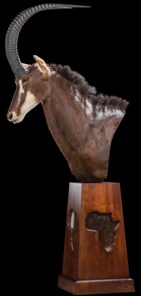 Best SABLE Taxidermy South Africa | Get SABLE Trophy Quote