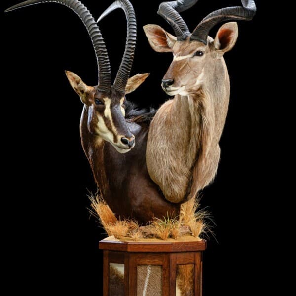 Best SABLE Taxidermy South Africa | Get SABLE Trophy Quote