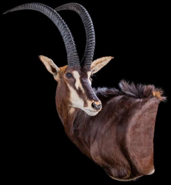 Best SABLE Taxidermy South Africa | Get SABLE Trophy Quote