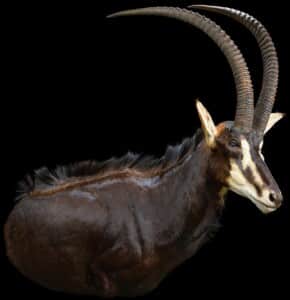 Best SABLE Taxidermy South Africa | Get SABLE Trophy Quote