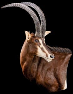 Best SABLE Taxidermy South Africa | Get SABLE Trophy Quote