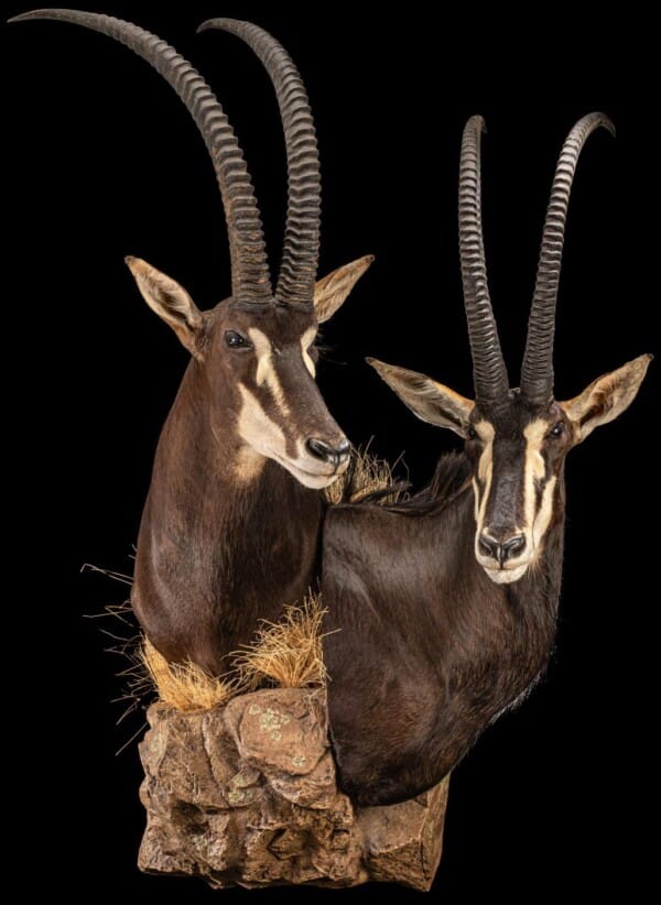 Best SABLE Taxidermy South Africa | Get SABLE Trophy Quote