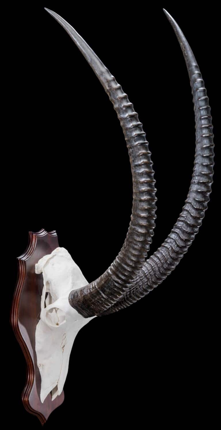 Best SABLE Taxidermy South Africa | Get SABLE Trophy Quote