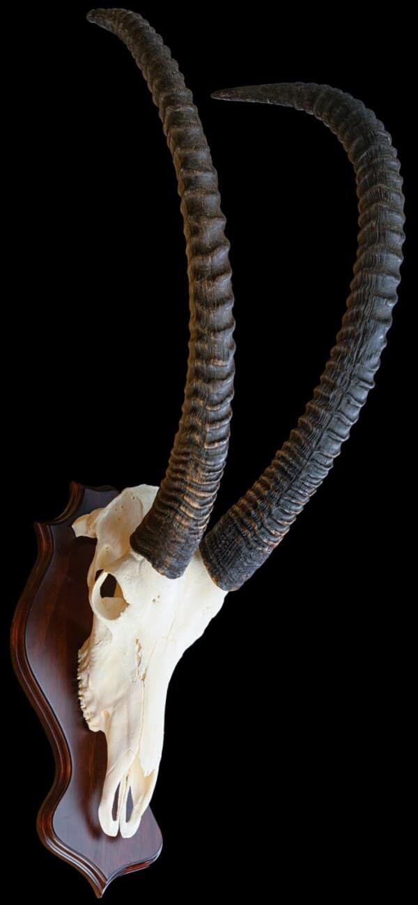 Best SABLE Taxidermy South Africa | Get SABLE Trophy Quote