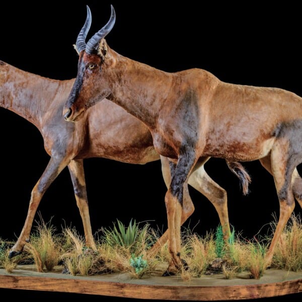 TIGER Taxidermy South Africa - Life-form Taxidermy