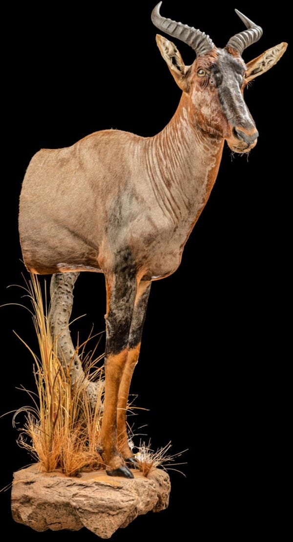 TSESSEBE Taxidermy South Africa | Get TSESSEBE Trophy Quote