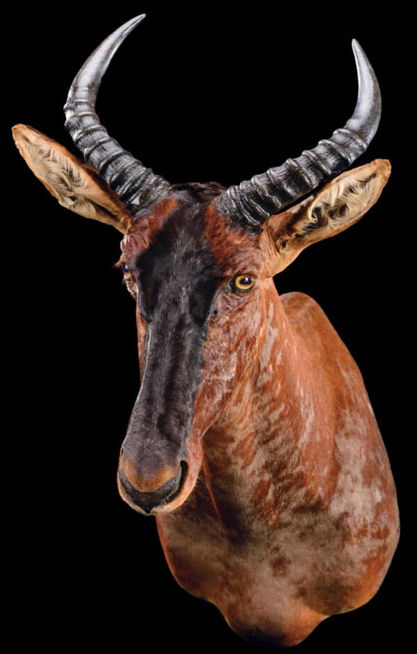 TSESSEBE Taxidermy South Africa | Get TSESSEBE Trophy Quote