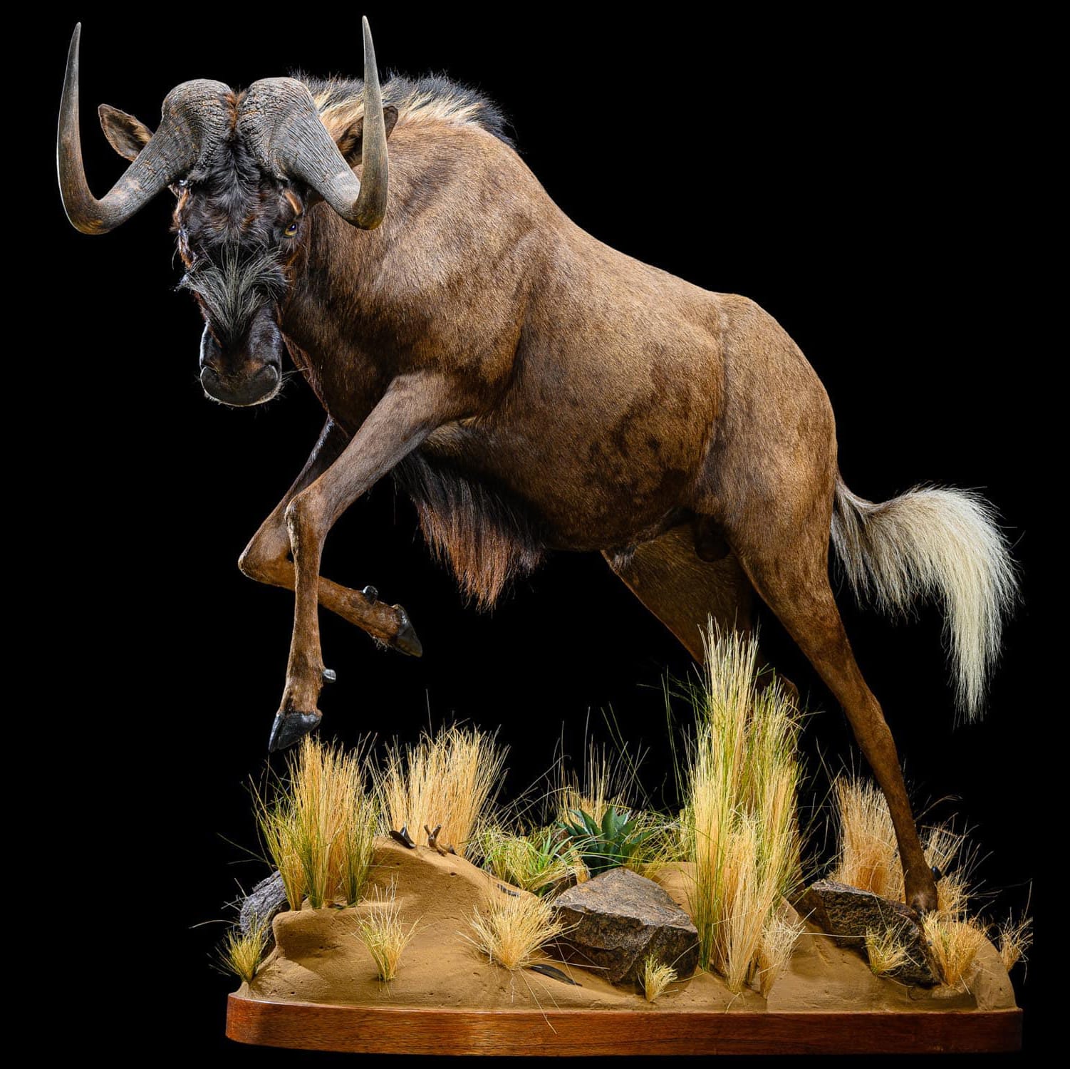 WILDEBEEST Taxidermy South Africa | WILDEBEEST Trophy Quote