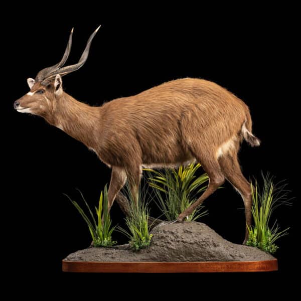 WATERBUCK Taxidermy South Africa | WATERBUCK Trophy Quote