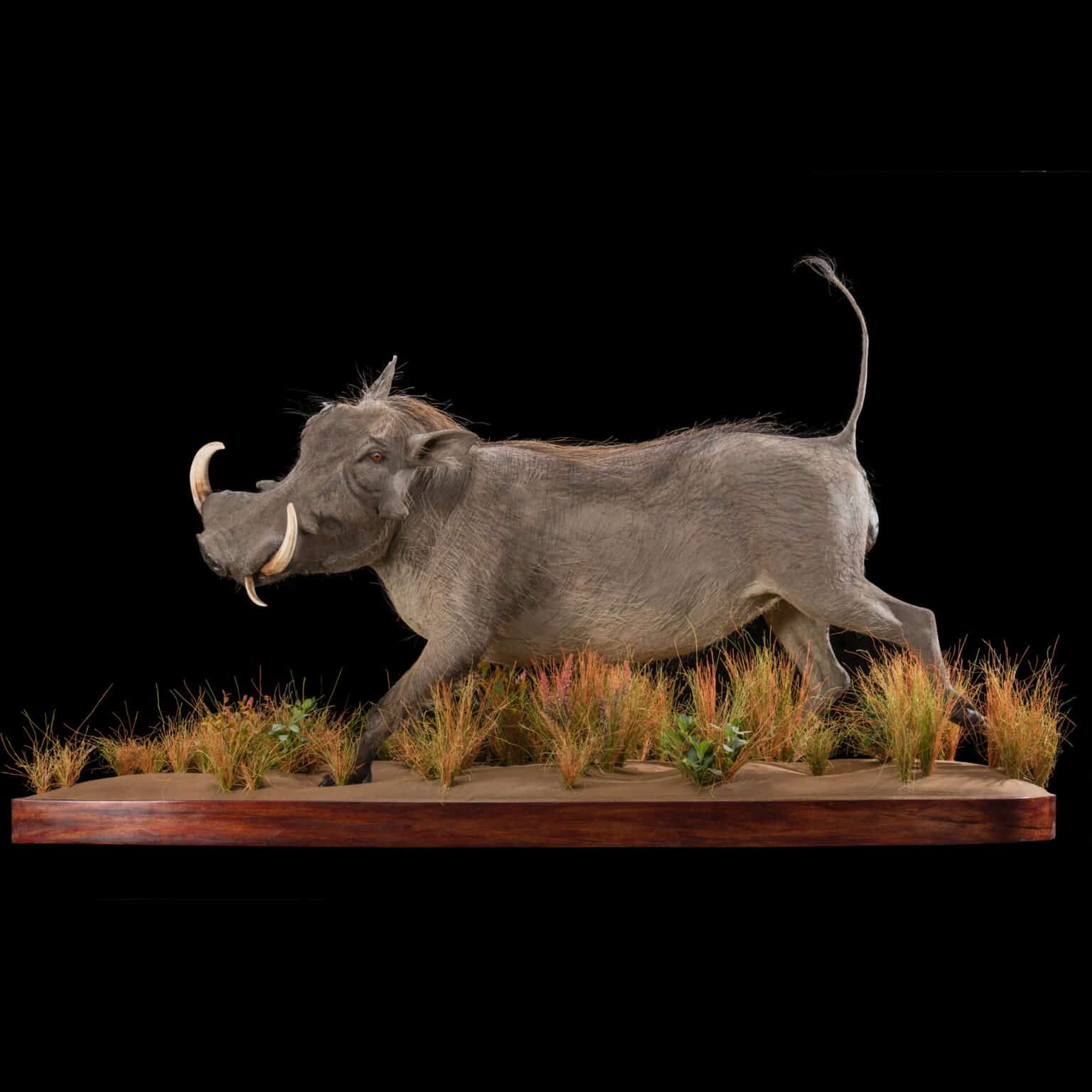Best WARTHOG Taxidermy South Africa | WARTHOG Trophy Quote
