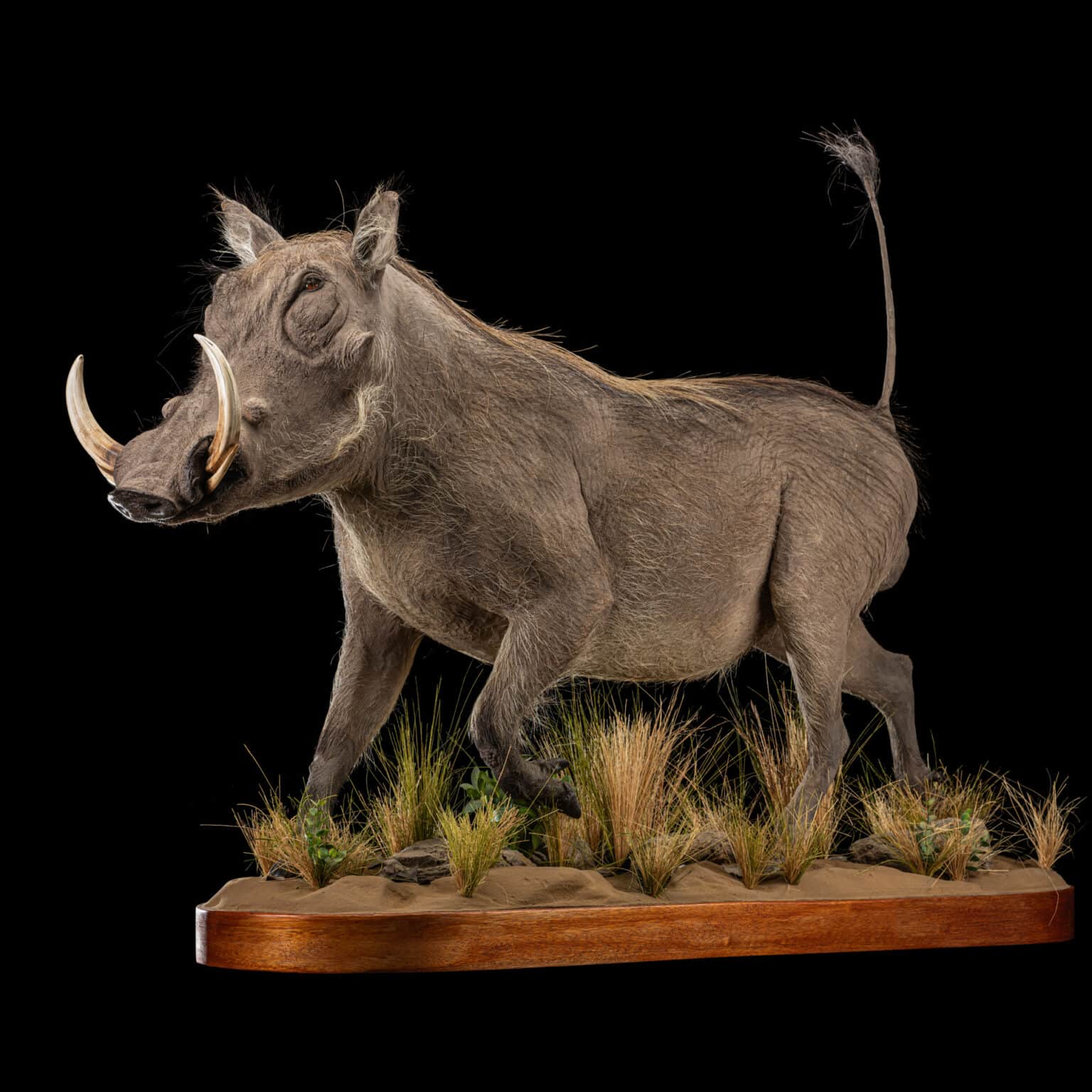 Best WARTHOG Taxidermy South Africa | WARTHOG Trophy Quote