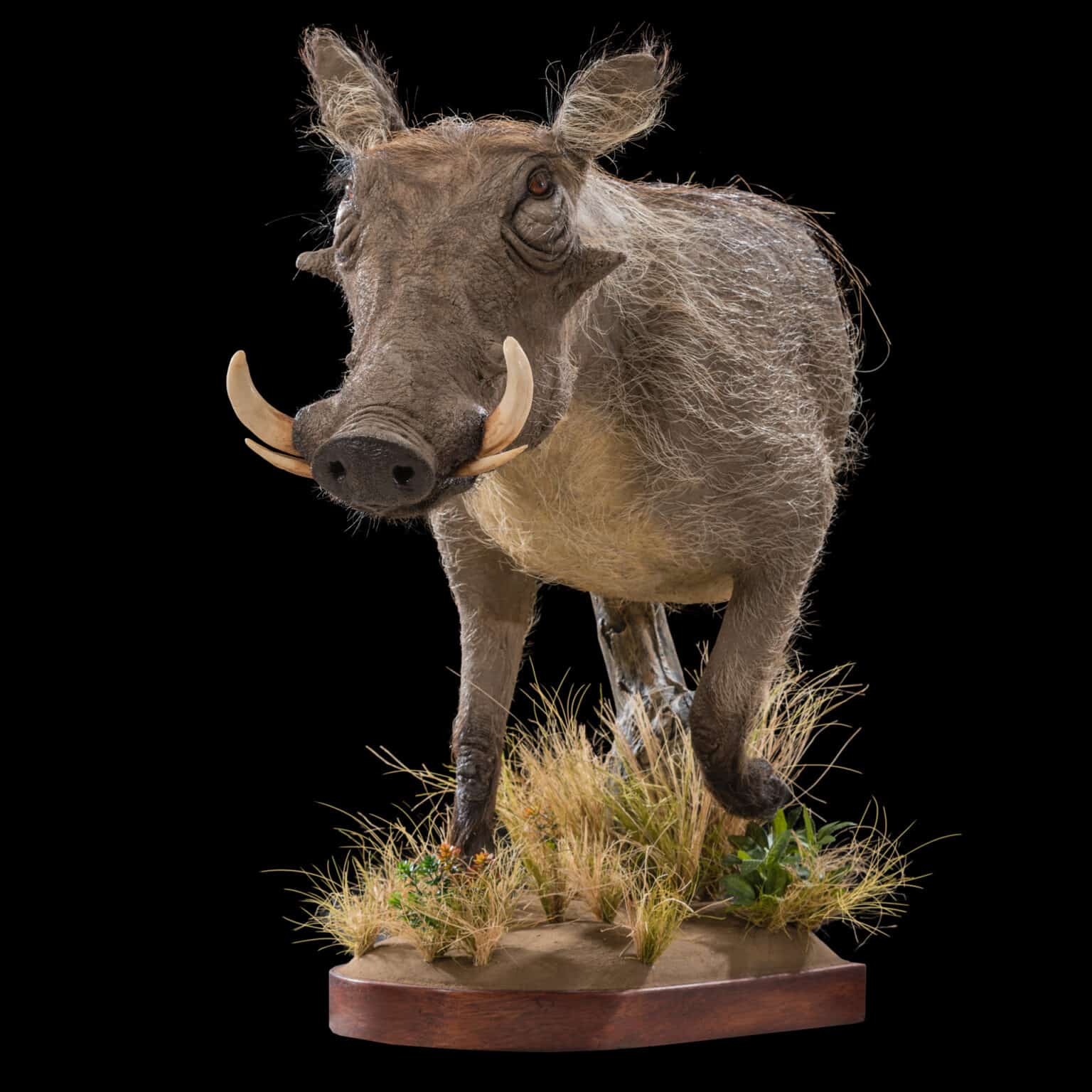 Best WARTHOG Taxidermy South Africa | WARTHOG Trophy Quote