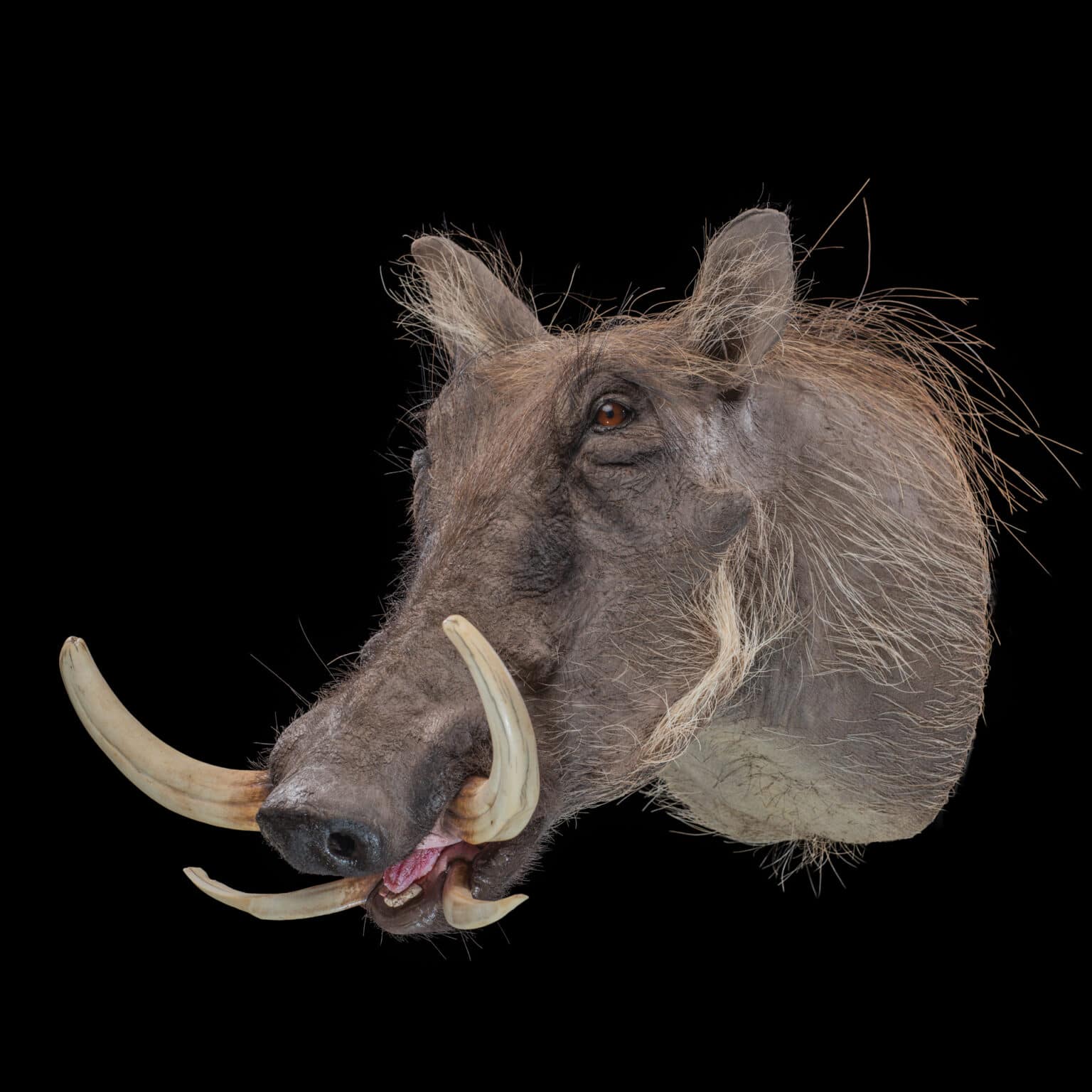 Best WARTHOG Taxidermy South Africa | WARTHOG Trophy Quote