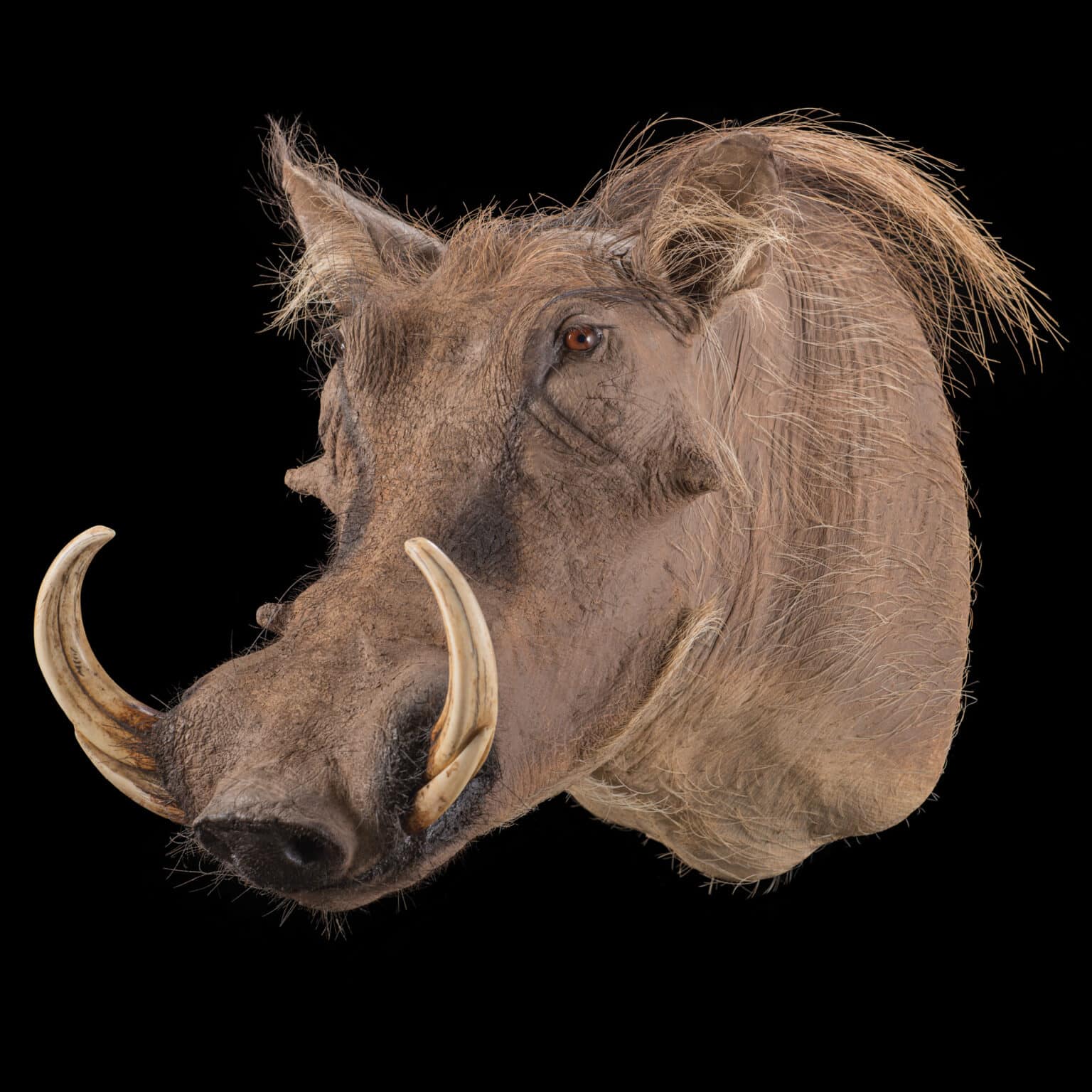 Best WARTHOG Taxidermy South Africa | WARTHOG Trophy Quote