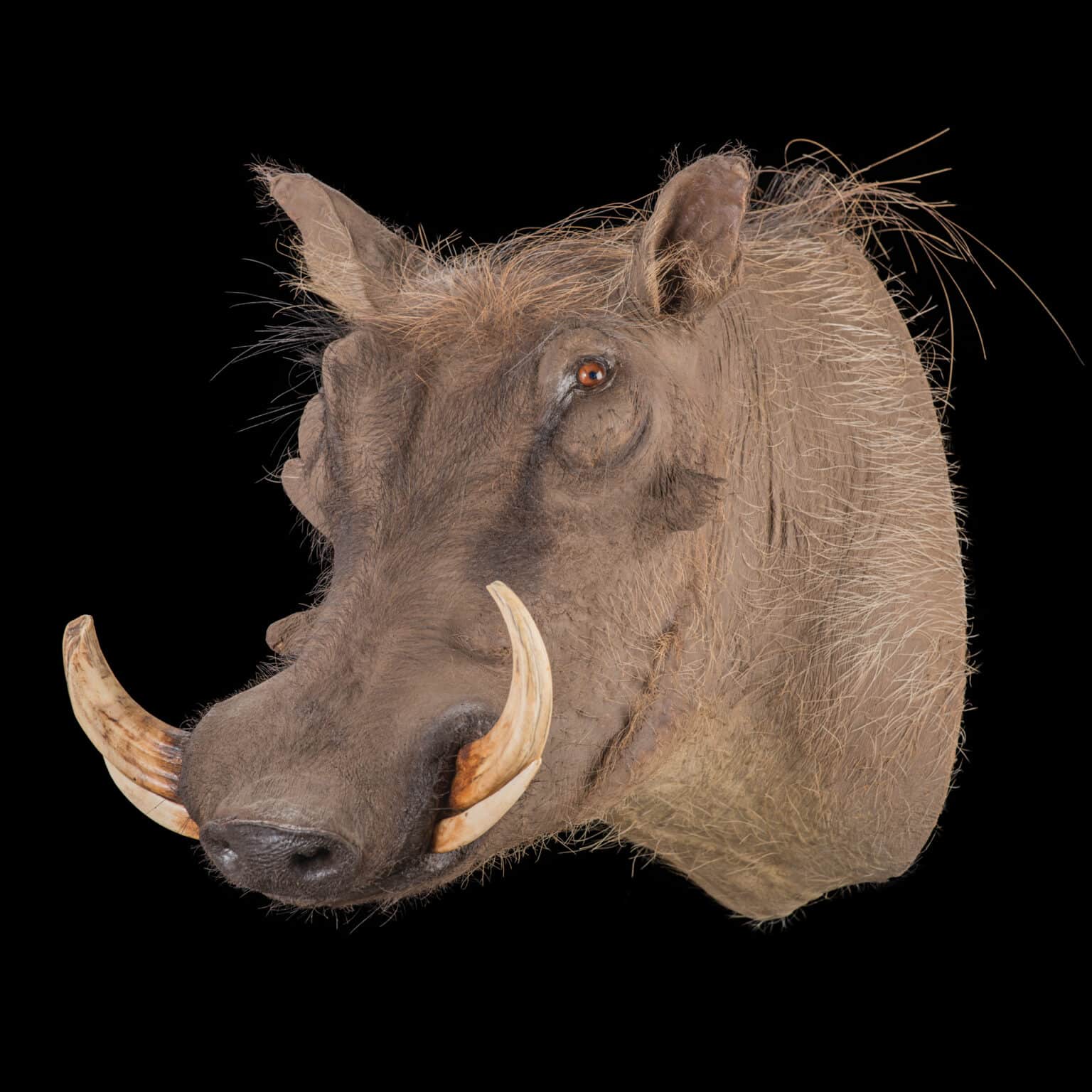 Best WARTHOG Taxidermy South Africa | WARTHOG Trophy Quote