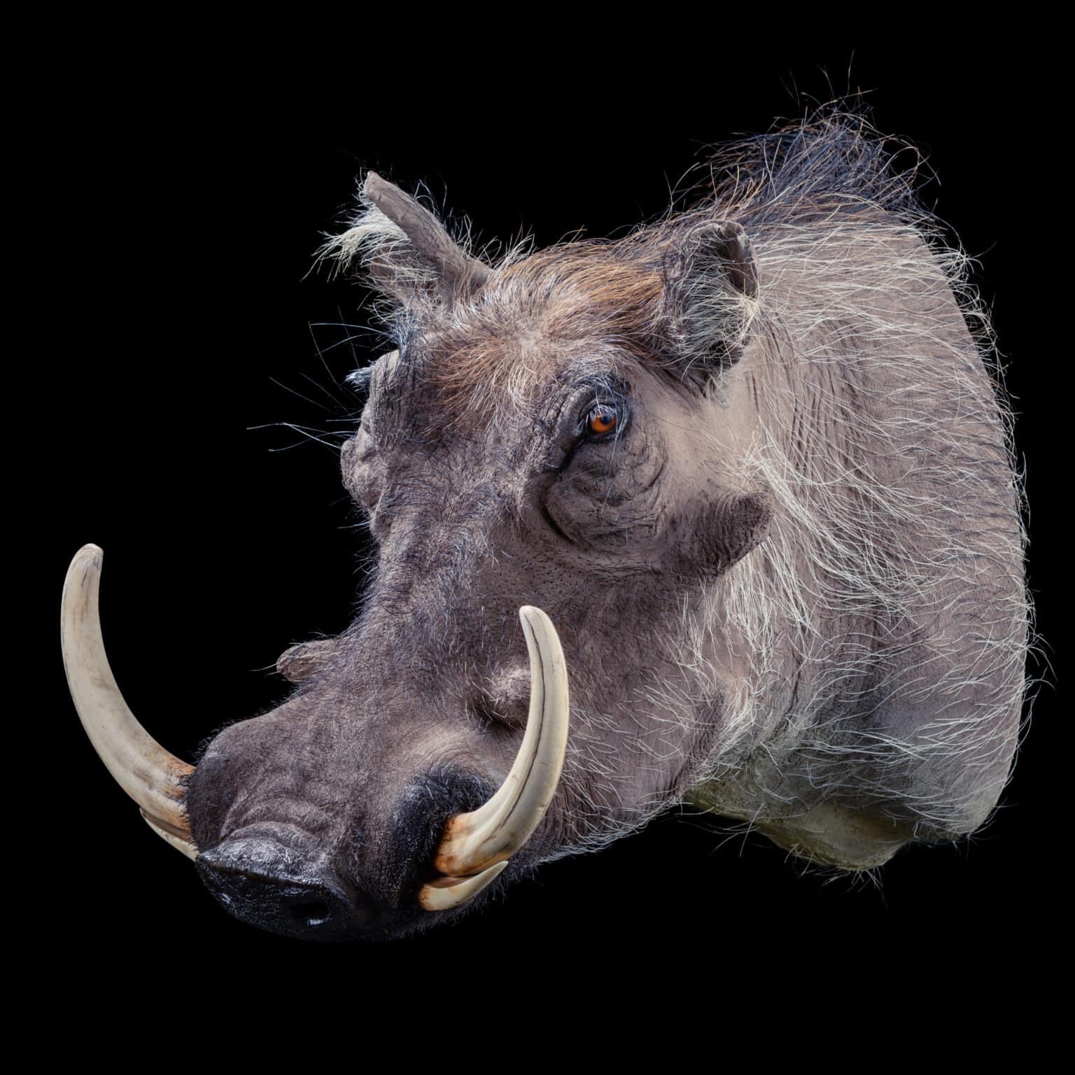 Best WARTHOG Taxidermy South Africa | WARTHOG Trophy Quote