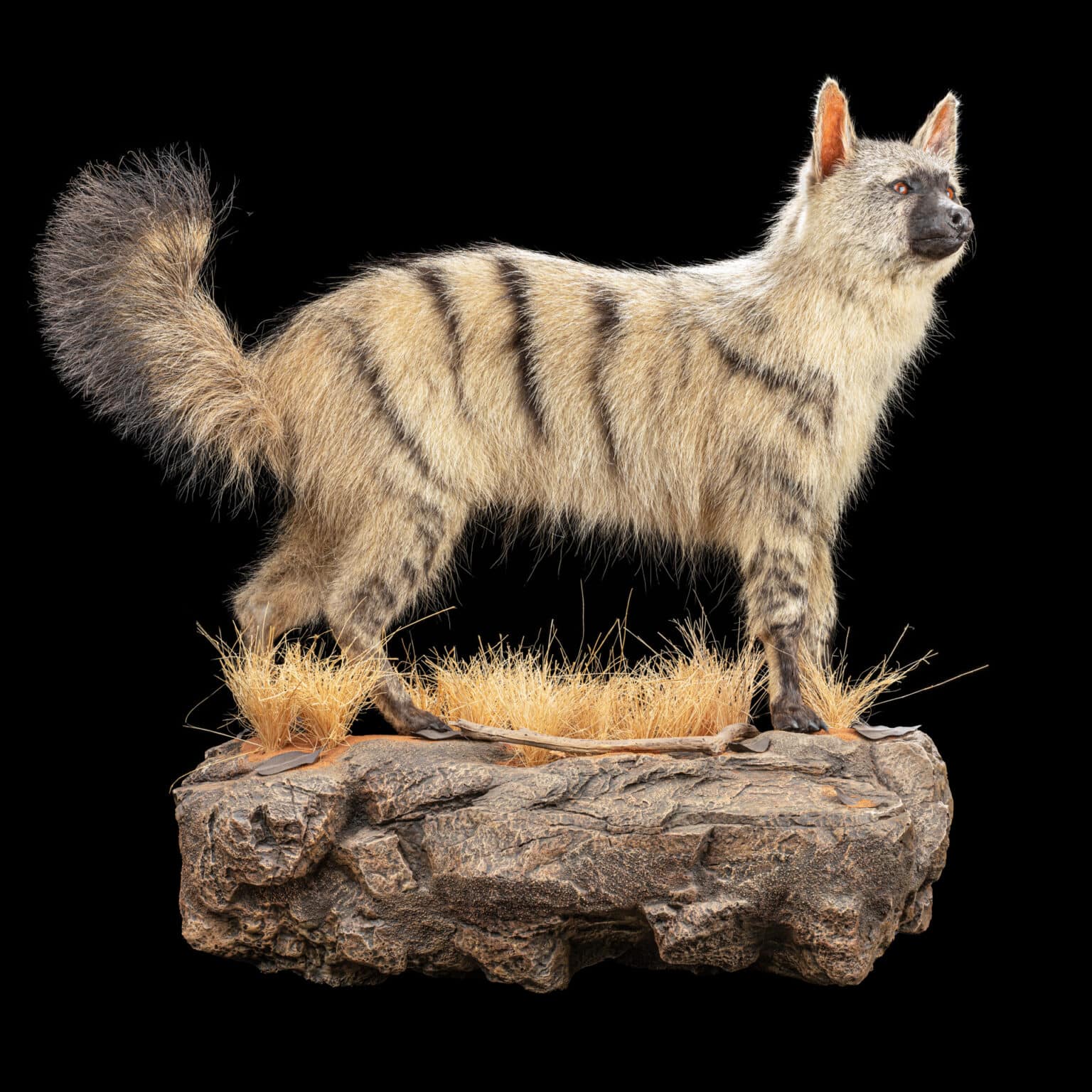 Gallery | View Our Products | Life-Form Taxidermy Collection