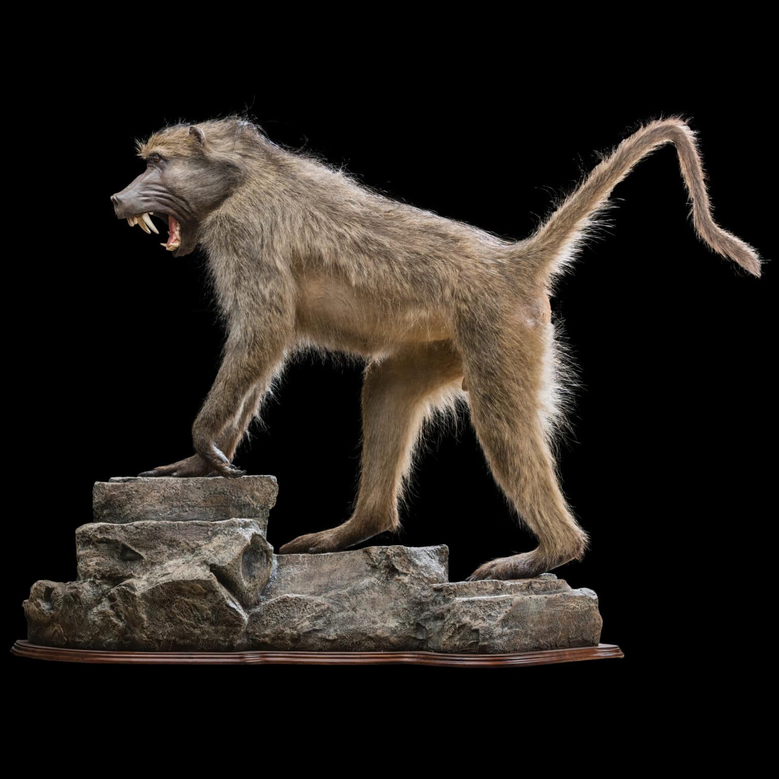 BABOON Taxidermy South Africa | Get BABOON Trophy Quote