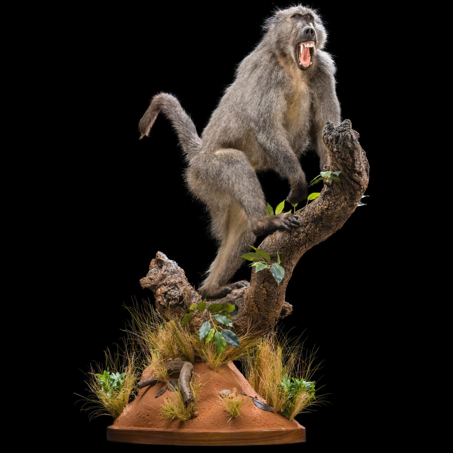 BABOON Taxidermy South Africa | Get BABOON Trophy Quote