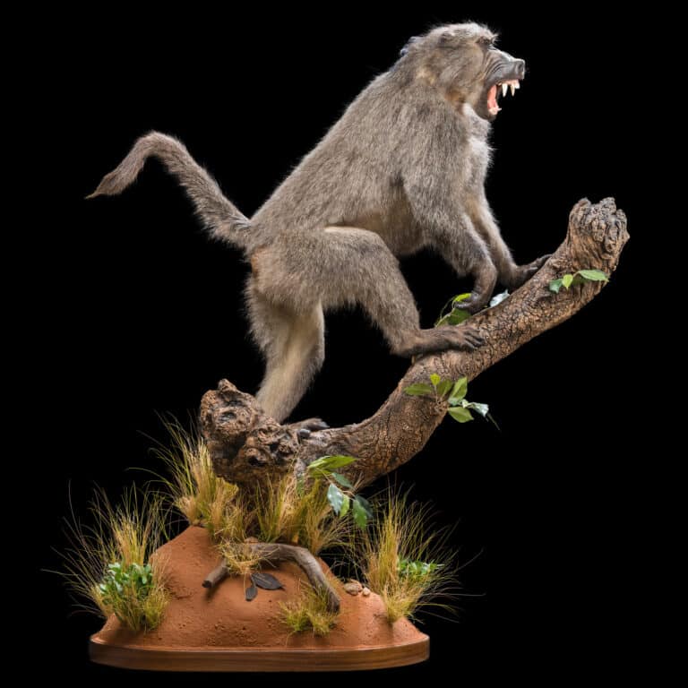 BABOON Taxidermy South Africa | Get BABOON Trophy Quote