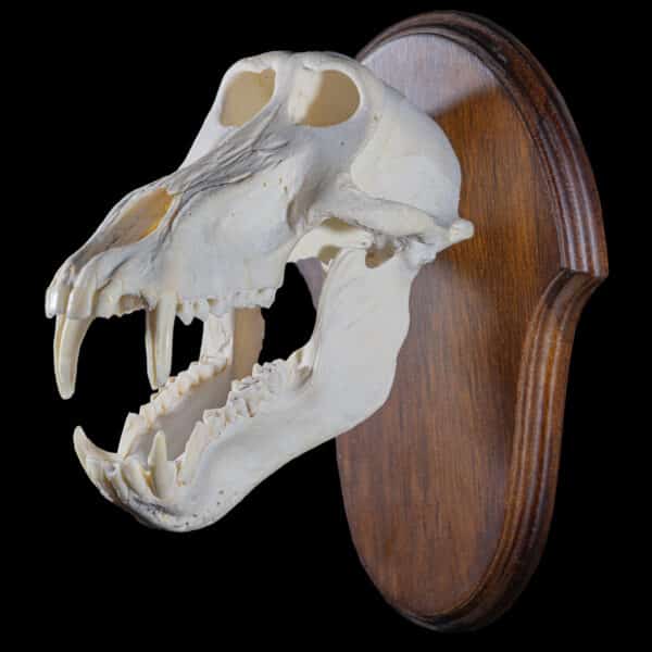 BABOON Taxidermy South Africa | Get BABOON Trophy Quote