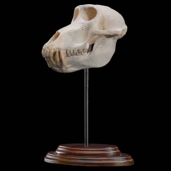 BABOON Taxidermy South Africa | Get BABOON Trophy Quote