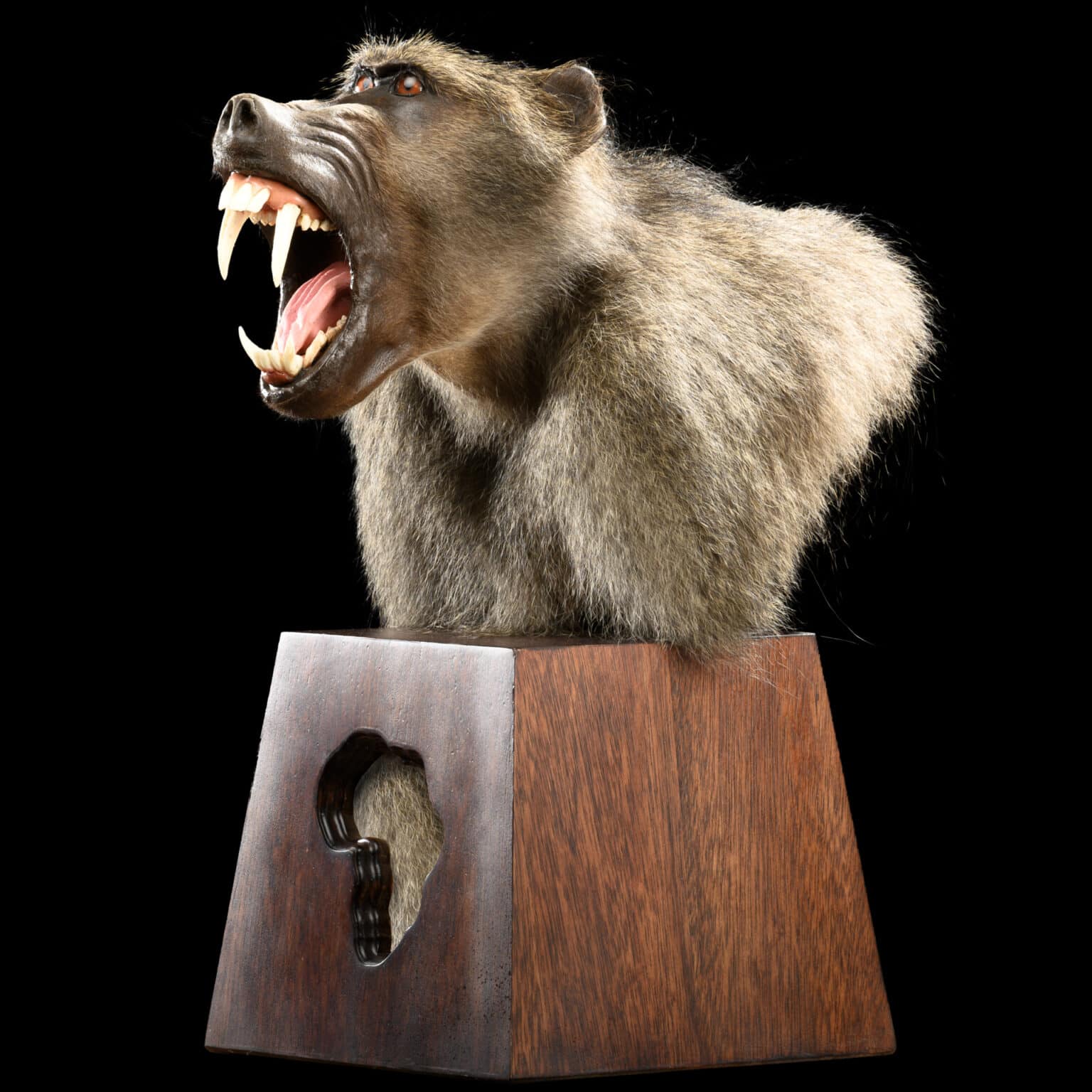 BABOON Taxidermy South Africa | Get BABOON Trophy Quote