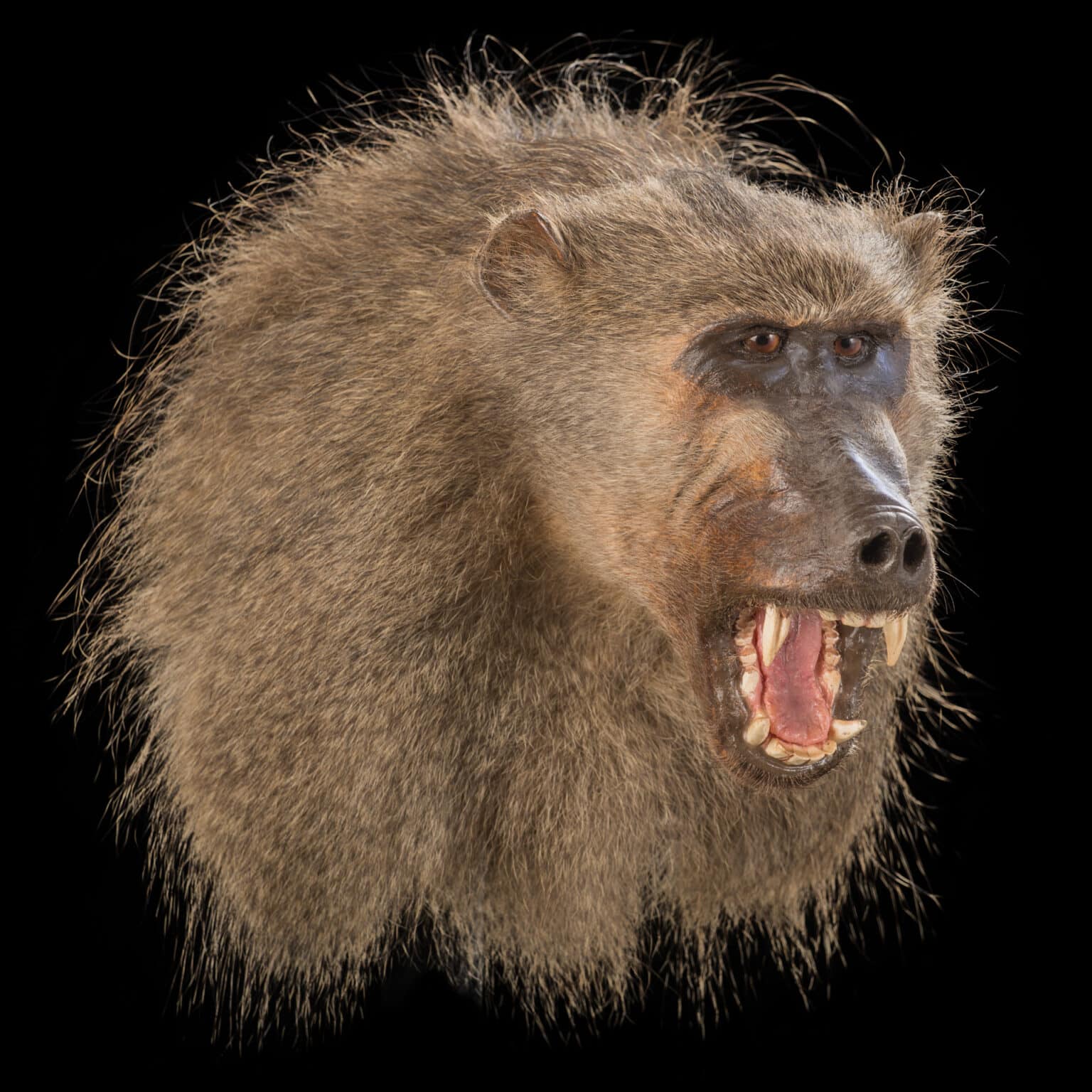 BABOON Taxidermy South Africa | Get BABOON Trophy Quote
