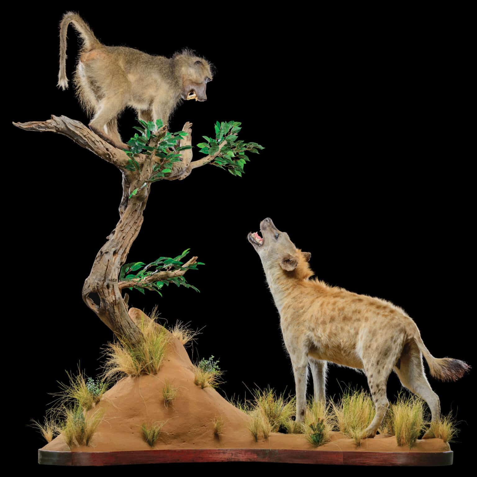 BABOON Taxidermy South Africa | Get BABOON Trophy Quote