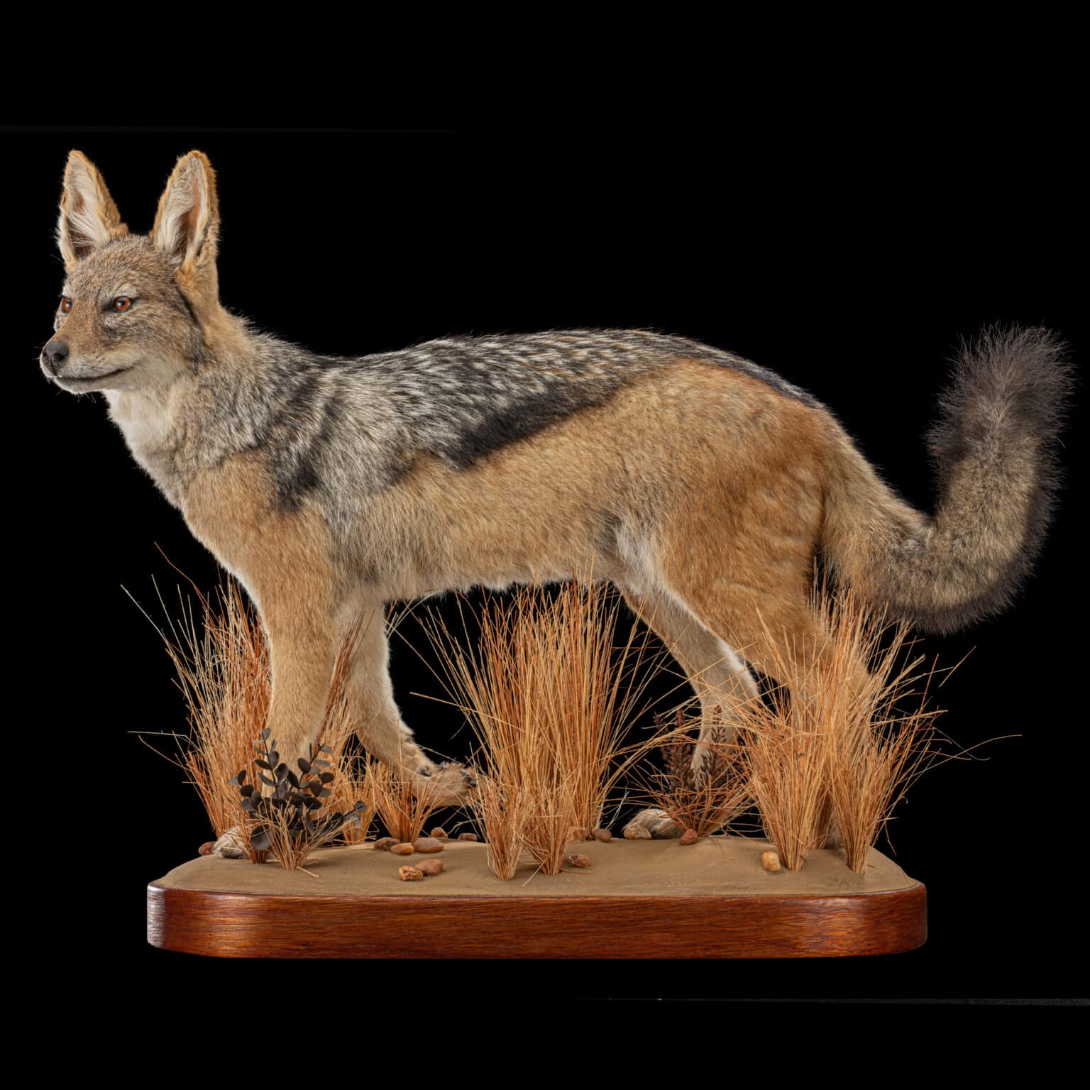 Best JACKAL Taxidermy South Africa | Get JACKAL Trophy Quote