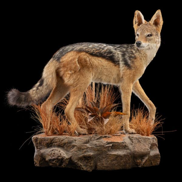 Best JACKAL Taxidermy South Africa | Get JACKAL Trophy Quote