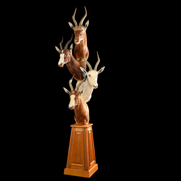 Best BONTEBOK Taxidermy South Africa | BONTEBOK Trophy Quote