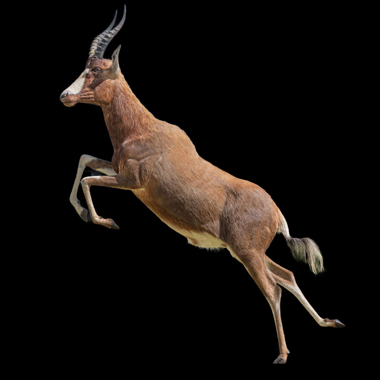 Best BLESBUCK Taxidermy South Africa | BLESBUCK Trophy Quote