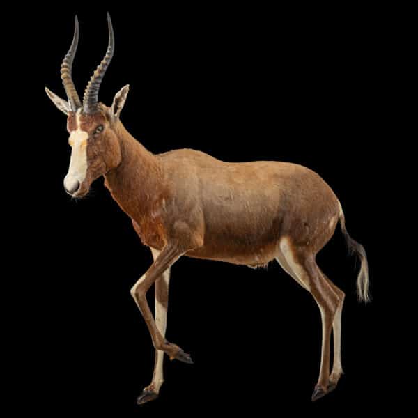 Best BLESBUCK Taxidermy South Africa | BLESBUCK Trophy Quote