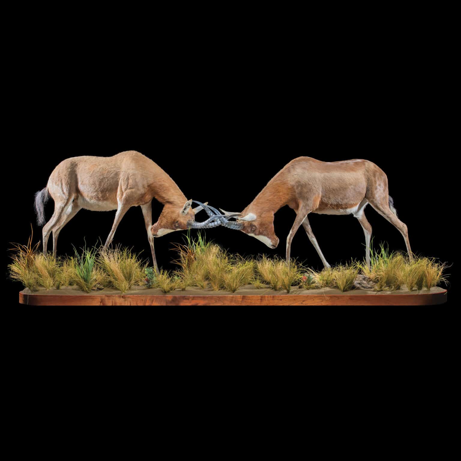 Best BLESBUCK Taxidermy South Africa | BLESBUCK Trophy Quote