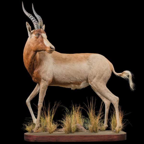 Best BLESBUCK Taxidermy South Africa | BLESBUCK Trophy Quote