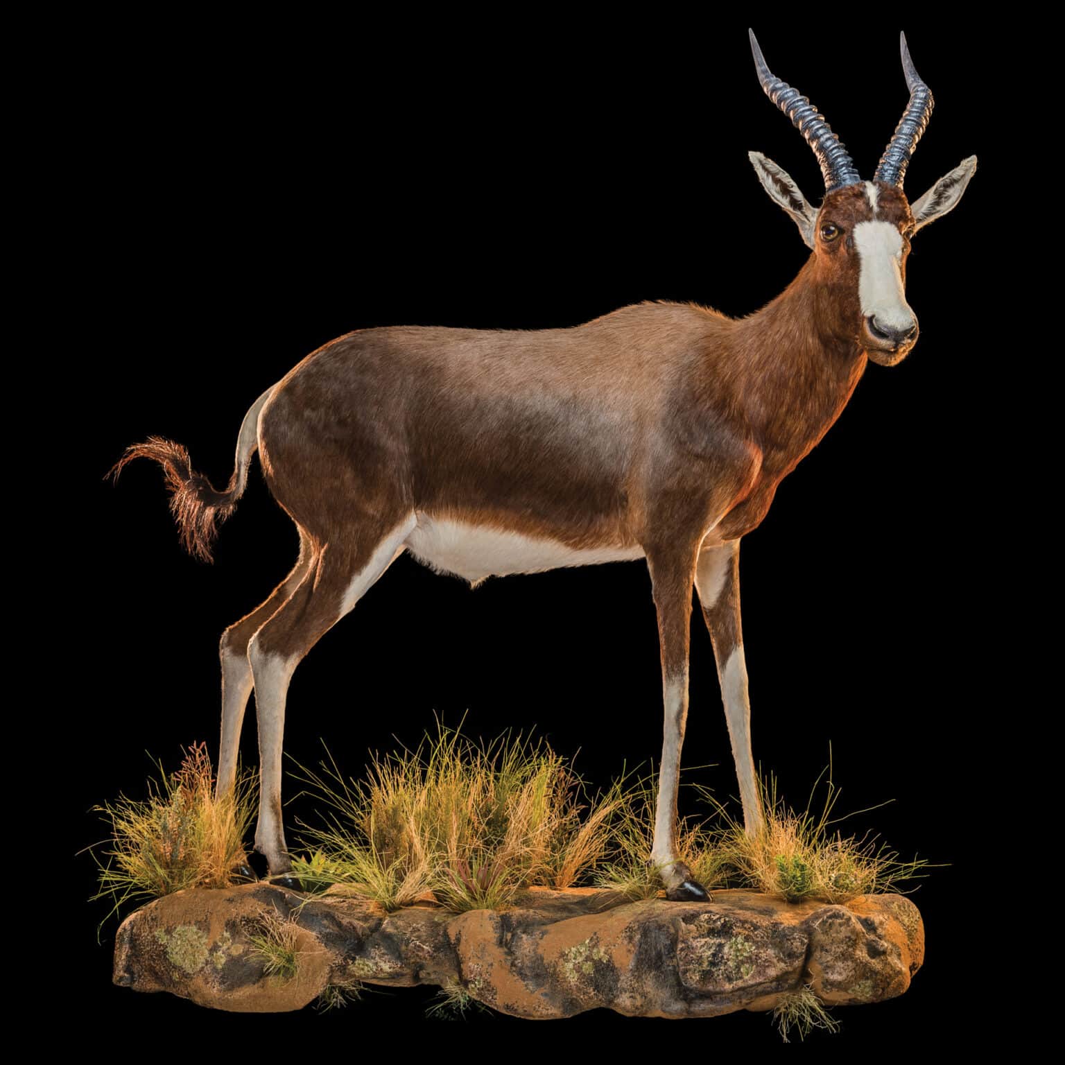 Best BLESBUCK Taxidermy South Africa | BLESBUCK Trophy Quote