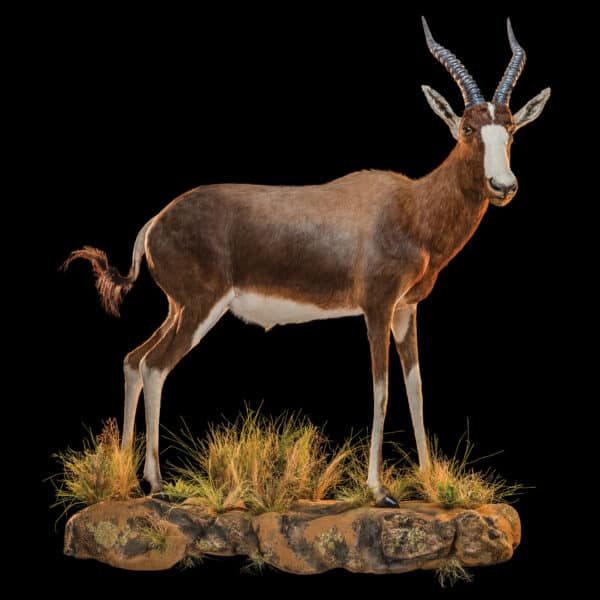 Best BLESBUCK Taxidermy South Africa | BLESBUCK Trophy Quote