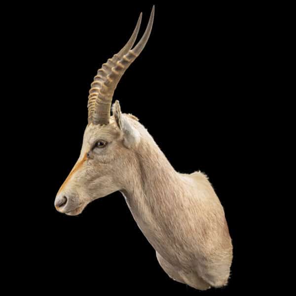 Best BLESBUCK Taxidermy South Africa | BLESBUCK Trophy Quote