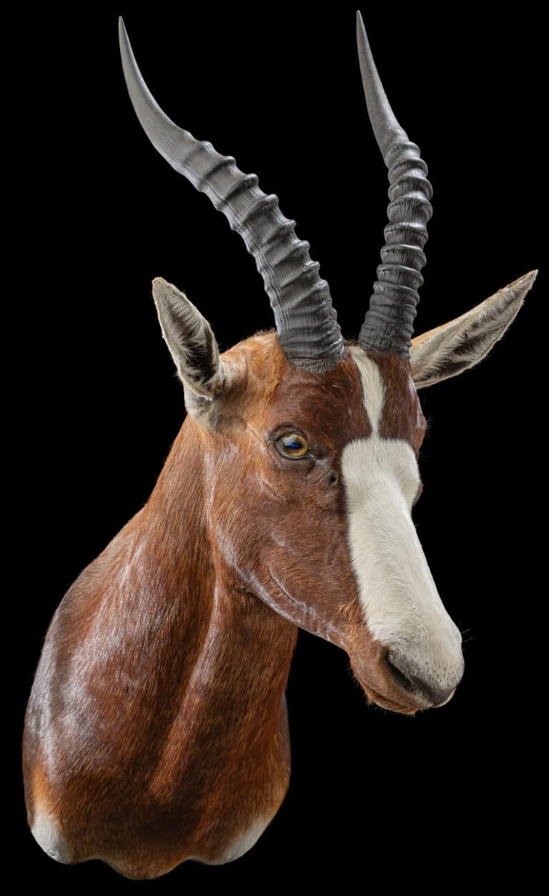 Best BLESBUCK Taxidermy South Africa | BLESBUCK Trophy Quote