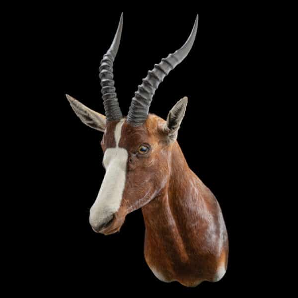 Best BLESBUCK Taxidermy South Africa | BLESBUCK Trophy Quote