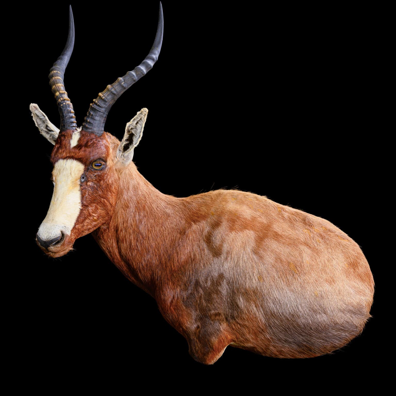 Best BLESBUCK Taxidermy South Africa | BLESBUCK Trophy Quote