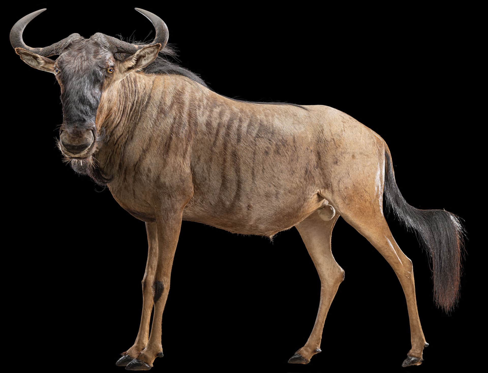 WILDEBEEST Taxidermy South Africa | WILDEBEEST Trophy Quote