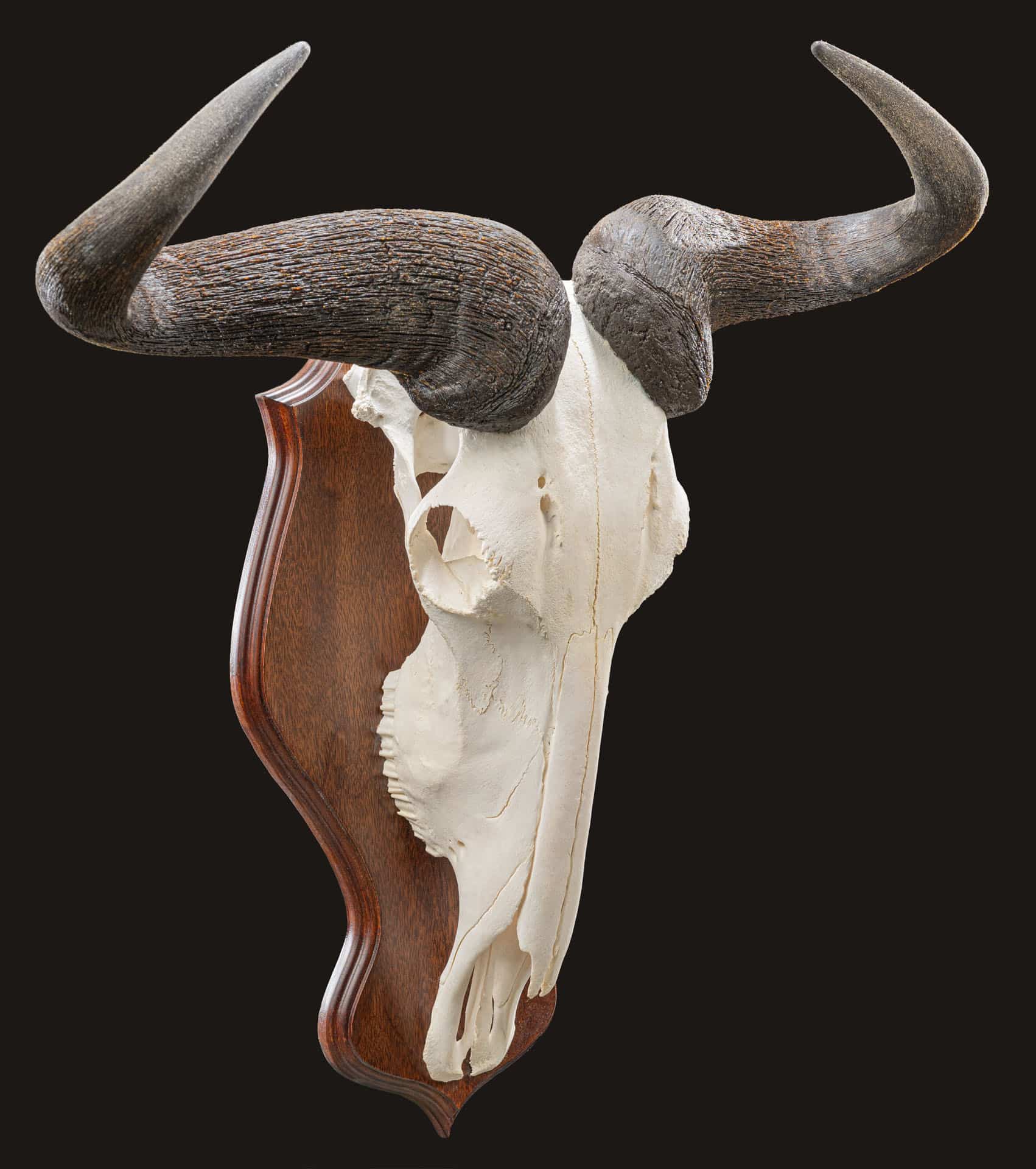 WILDEBEEST Taxidermy South Africa | WILDEBEEST Trophy Quote