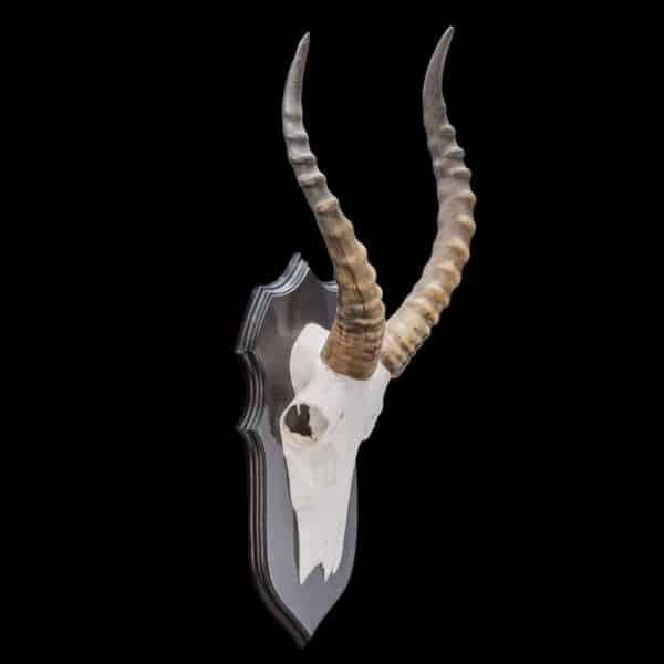 Best BONTEBOK Taxidermy South Africa | BONTEBOK Trophy Quote